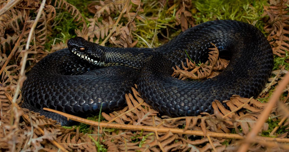 Just a Viral Video of a Snake Puking Up a Second Snake
