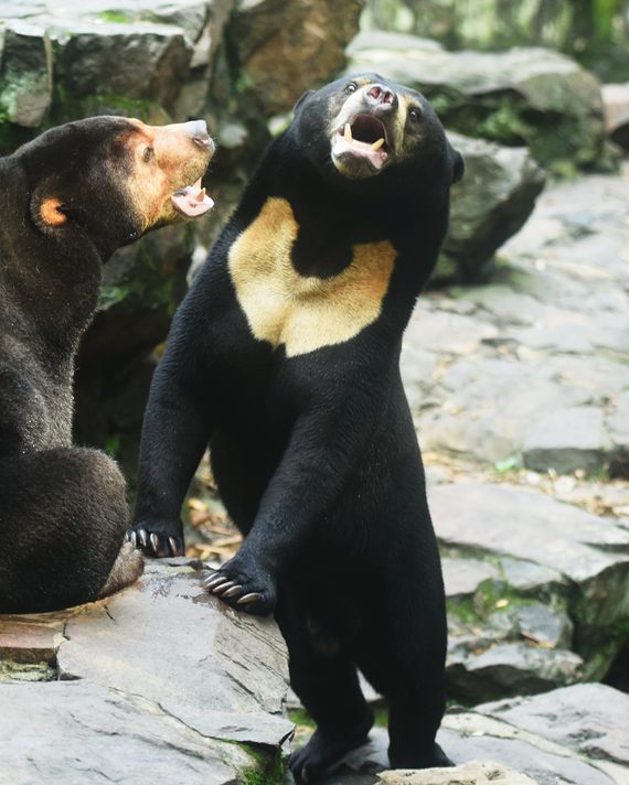 Leave Angela, the Sun Bear Accused of Being a Human, Alone