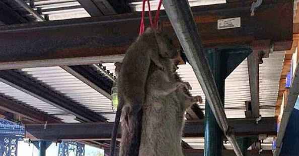 Giant Dead-Rat Bouquet Adorns Lower East Side Scaffolding