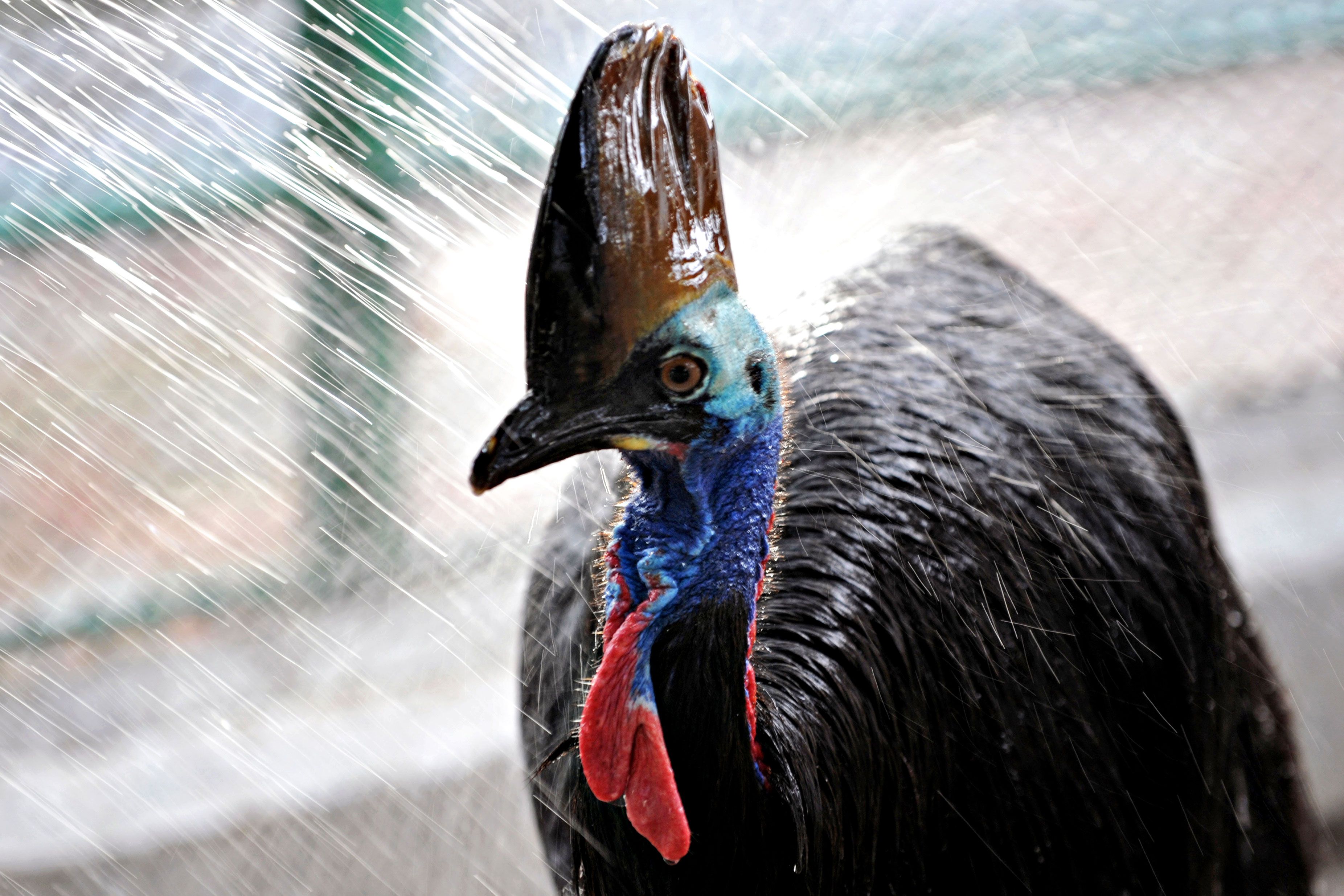 Cassowary Attack Humans