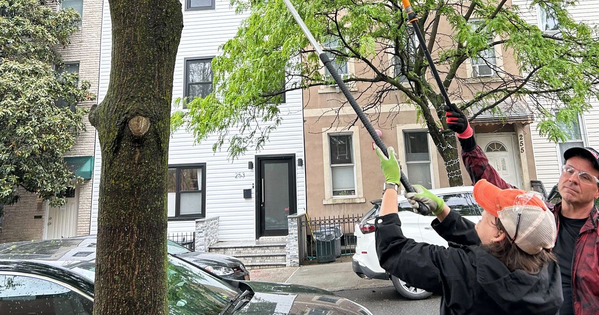 How to Get a Tree-Pruning License in NYC