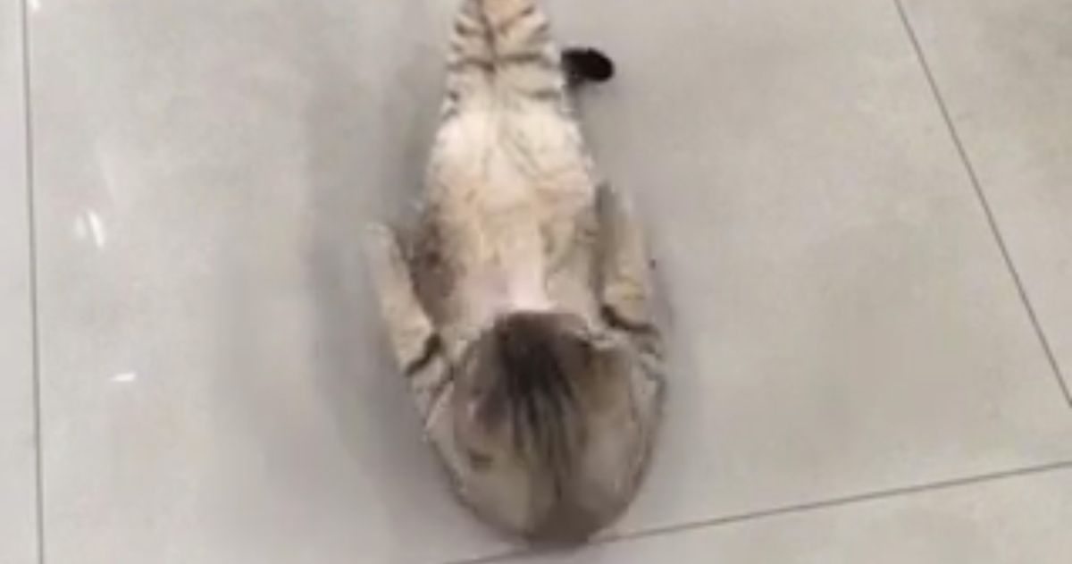 Cat Understands the Benefits of Physical Fitness, But Only to a Point