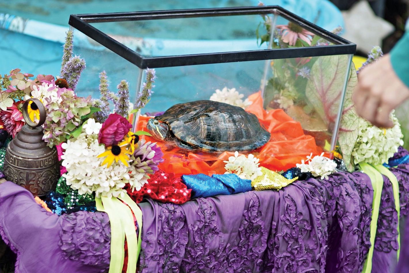 Why Your Pet Should Be Invited to Your Wedding