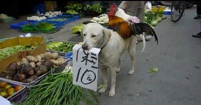 Chicken Sits on Dog, Dog Sells Vegetables in Marketplace