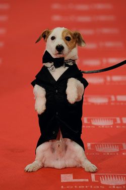 A Brief History of Animals Walking the Red Carpet - Slideshow - Vulture