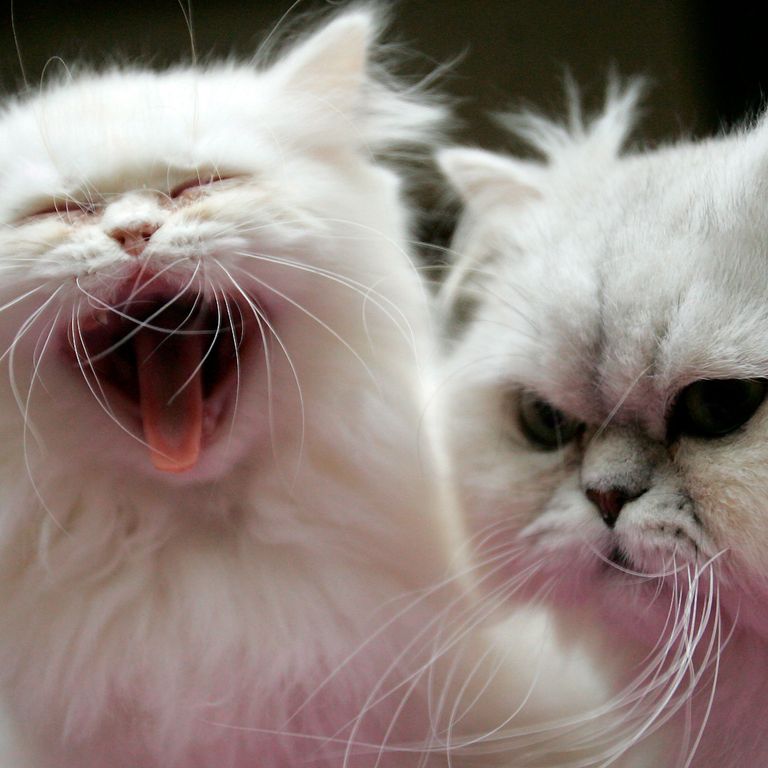 14 Animals Better at Beauty Than You Are