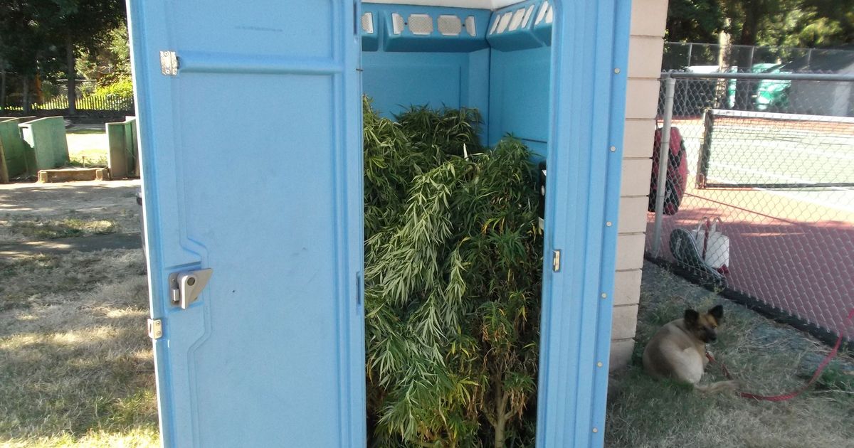 Portable Toilet Can’t Stop Telling Everyone How Much It Loves Weed