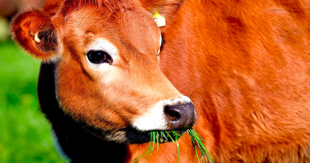 Cows Experience Mood Swings During Puberty, Research Says