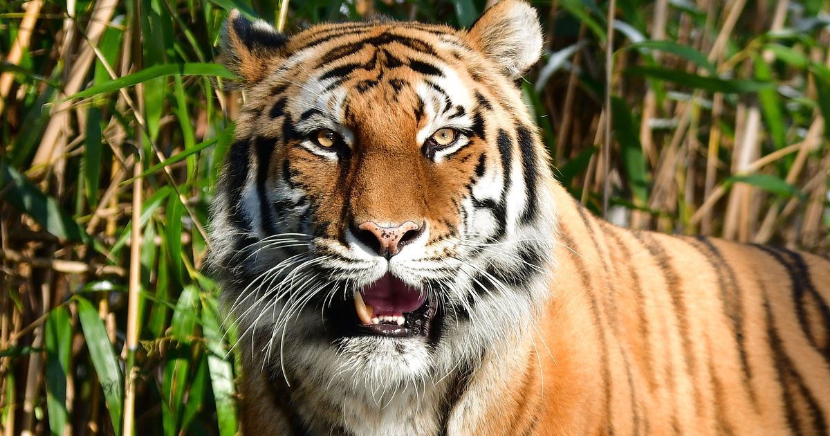 Nobody Is Sure How a Bronx Zoo Tiger Got Coronavirus