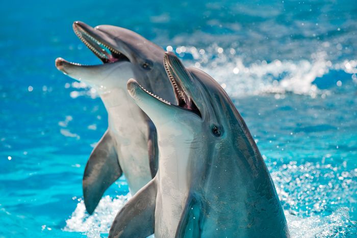 Dolphins Have the Best Skin-Care Routine for Dolphin Skin