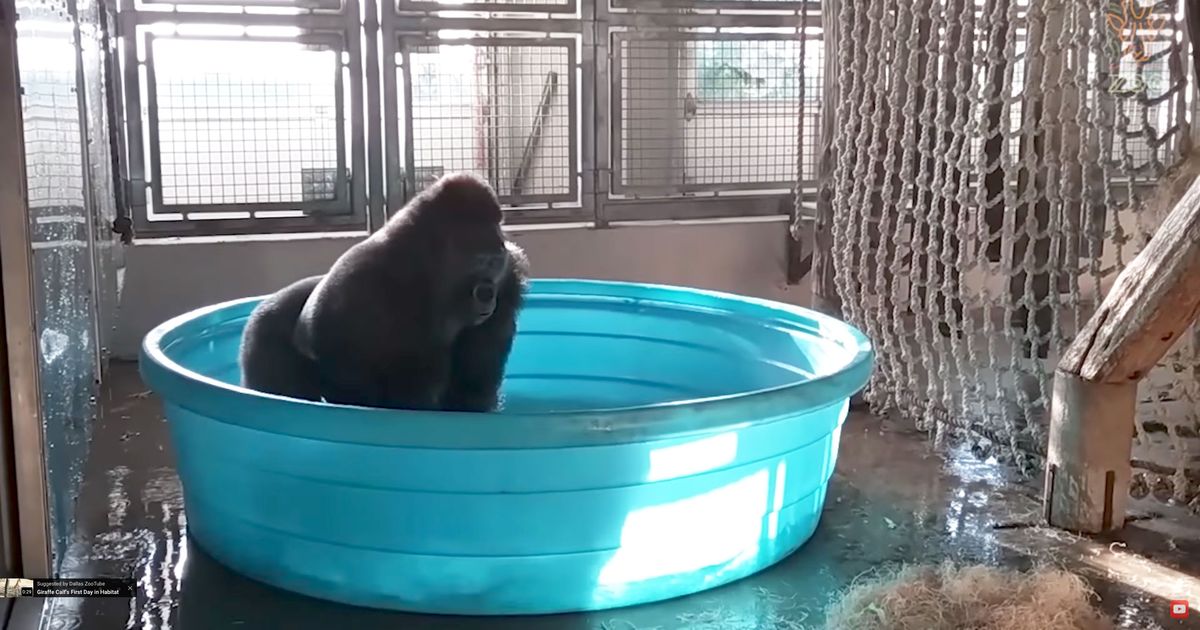 Watch This Gorilla Break Dancing in a Pool at Dallas Zoo