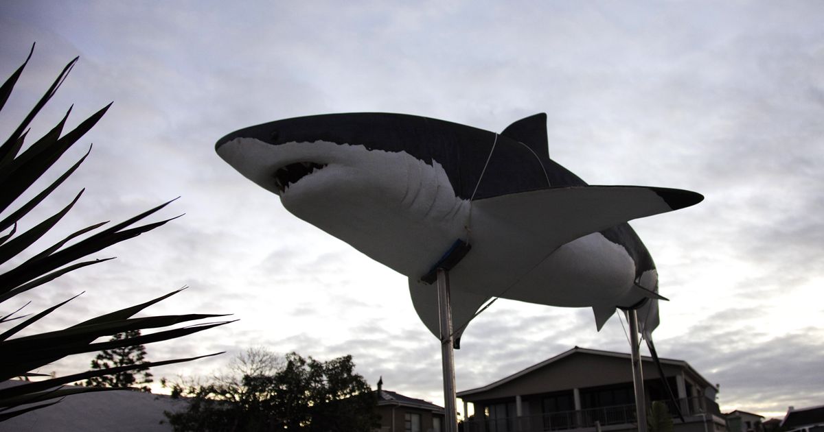 Shark Summer Is Officially Upon Us