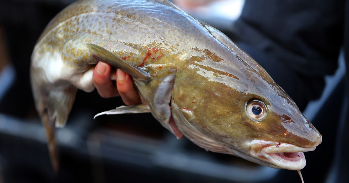 Add Maine’s Cod to the List of Things Decimated by Global Warming