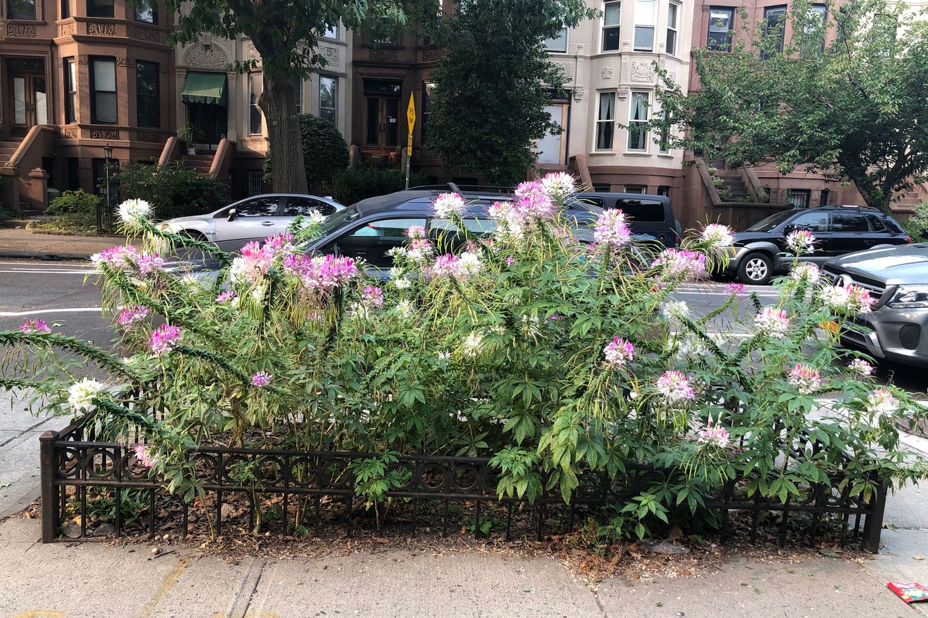 New York City’s Tree Pit Gardens