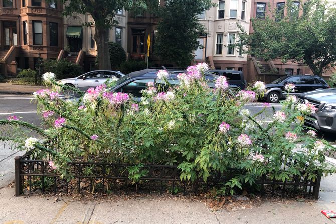 New York City’s Tree Pit Gardens