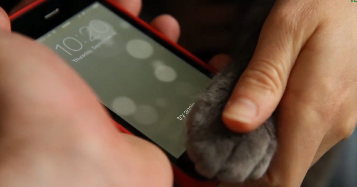 Your Cat Can Unlock an iPhone 5S With Its Paw Print