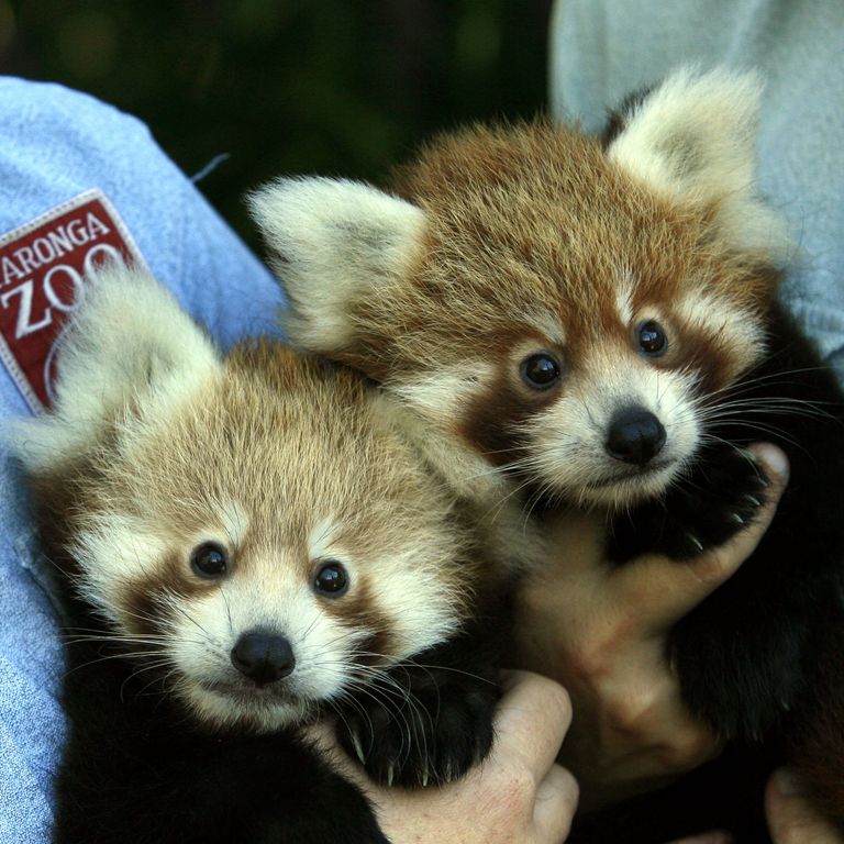 14 Animals Better at Beauty Than You Are