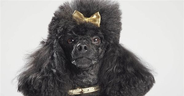 Top Model’s Nearly Inevitable Canine Spinoff to Air in England