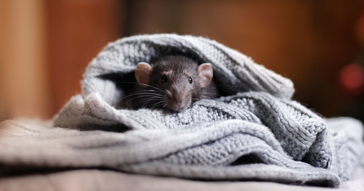 Woman Finds Dead Mouse Sewn Into Her New Zara Dress