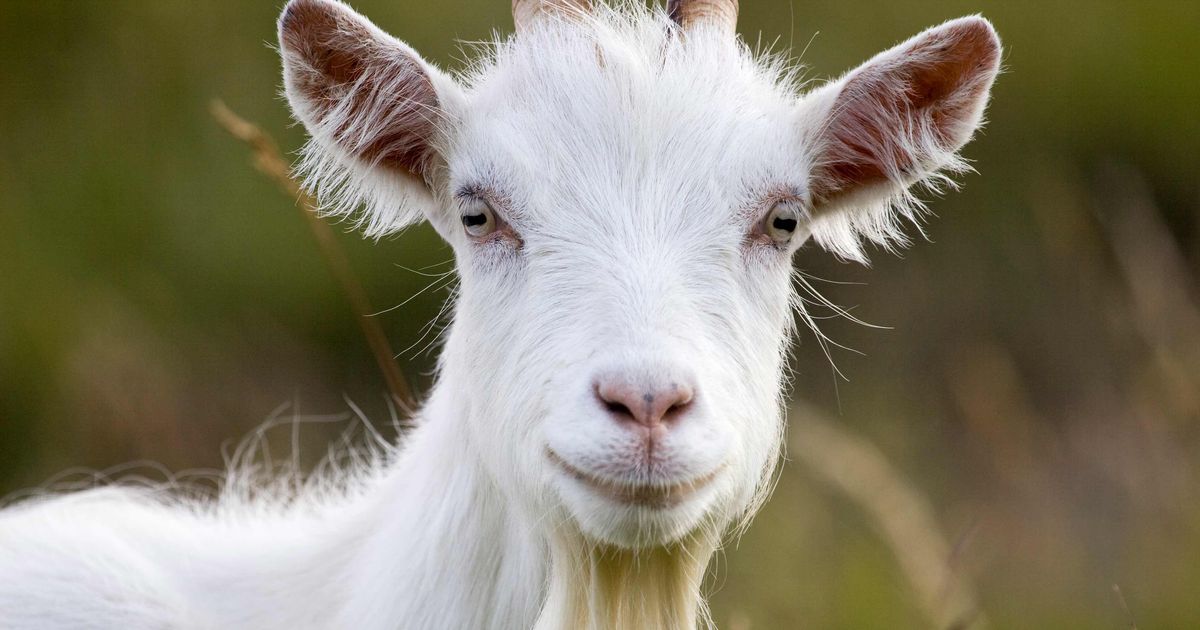 Teen Steals Goat So He Can Ask Girl 'Will You Goat With Me to Prom?'