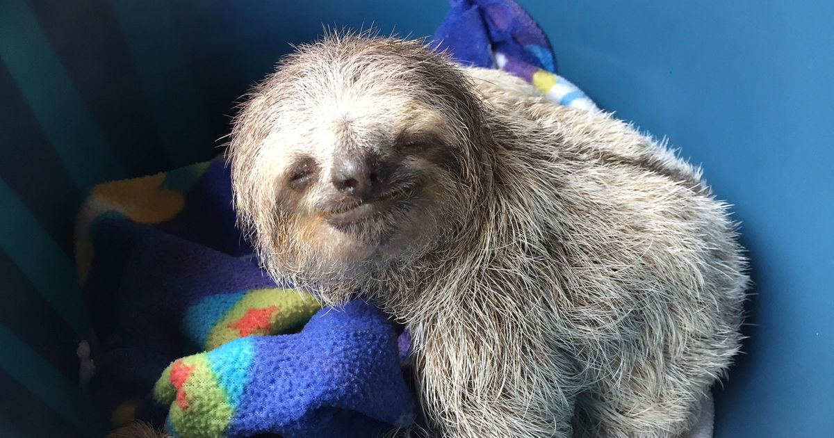 Sloth Retirement Home Opens at Folly Farm Zoo in Wales
