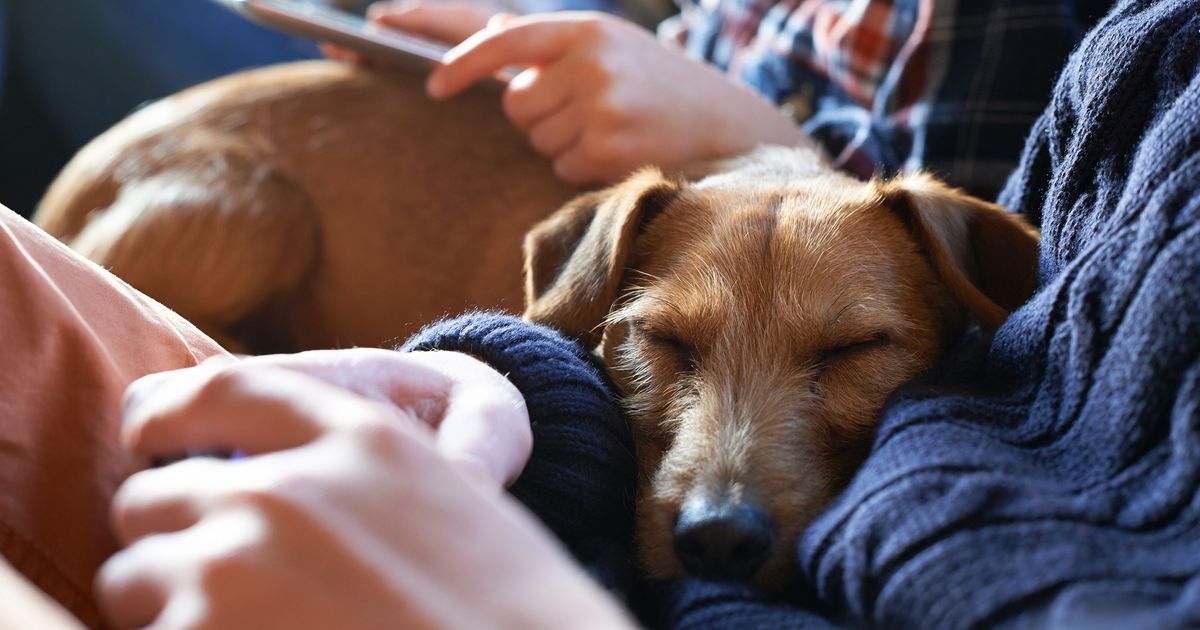 The Invisible Emotional Burden of Caring for a Sick Pet
