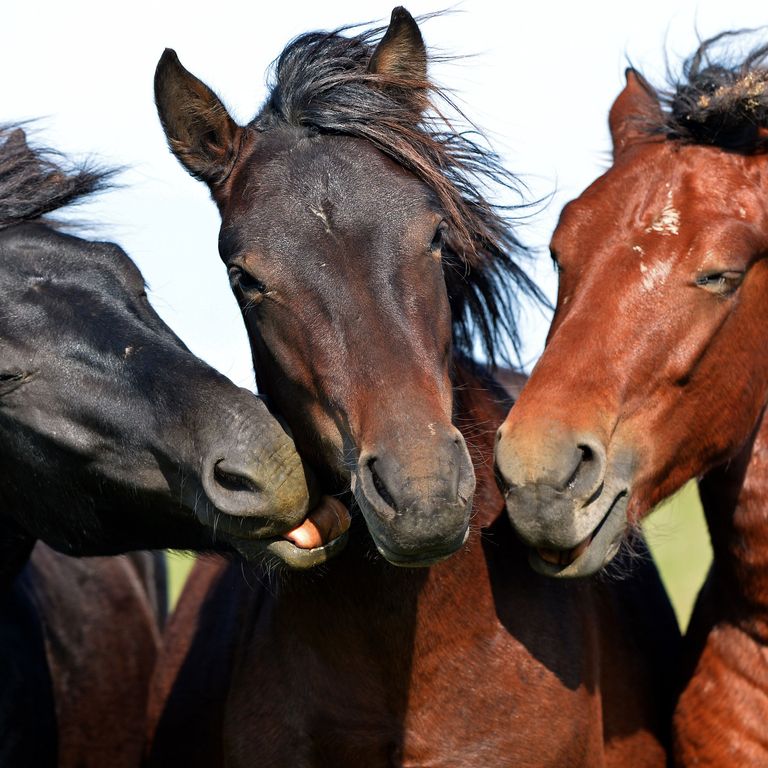 14 Animals Better at Beauty Than You Are