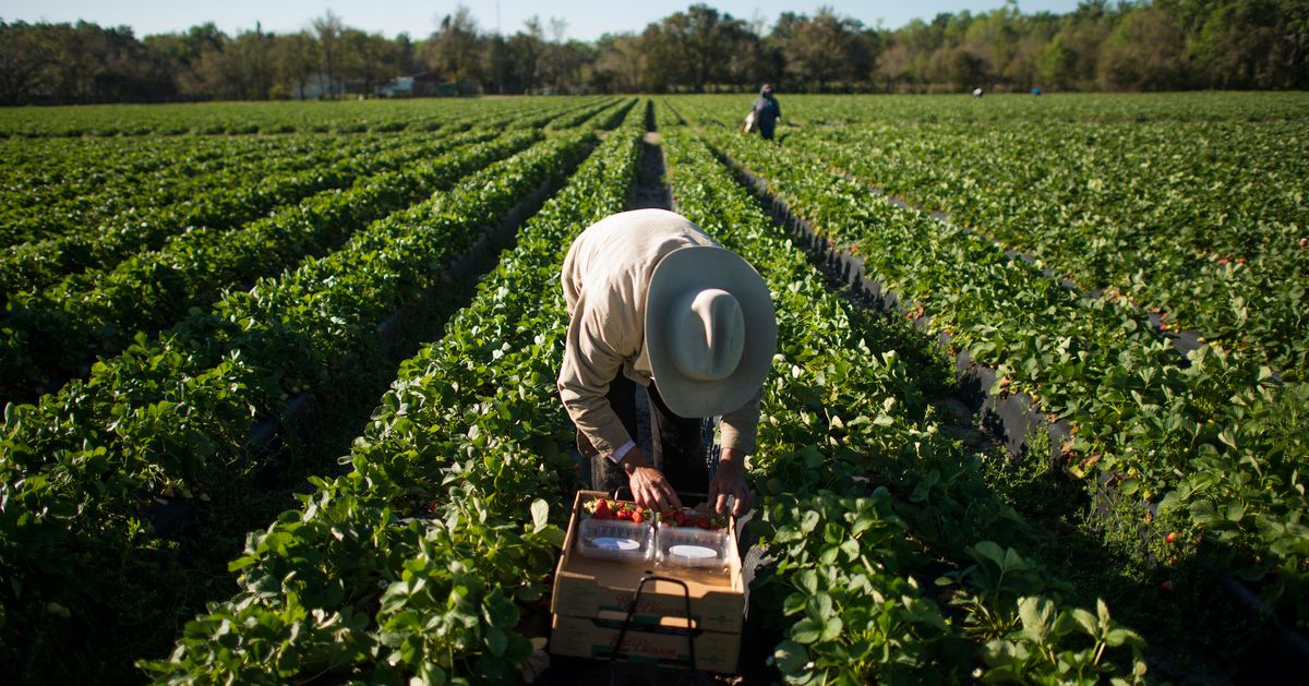 American Farmers Are Horrified by Trump’s Tariffs