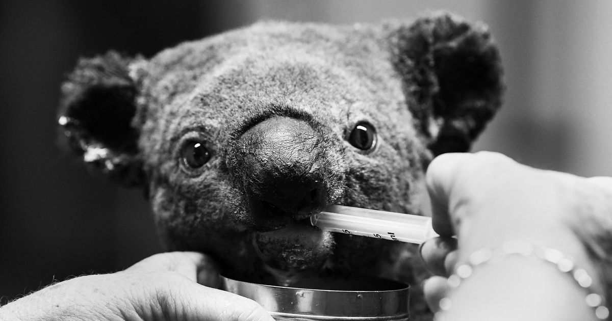Koalas Are in Danger, But It’s Not Too Late to Save Them