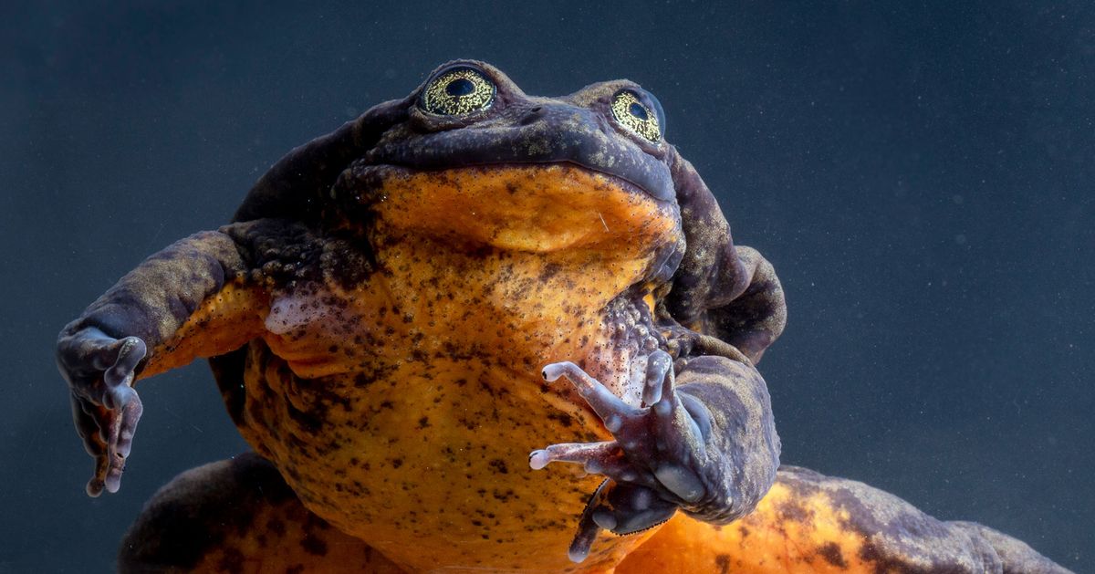 World’s Loneliest Frog Is Going on First Date After Solitude