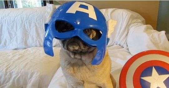 Is ‘Avenger Pugs’ Better Than The Avengers?