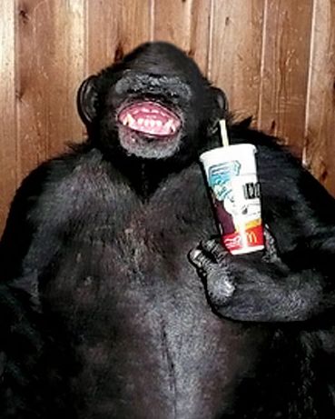 Travis the Menace: The Family Saga of Travis the Chimp