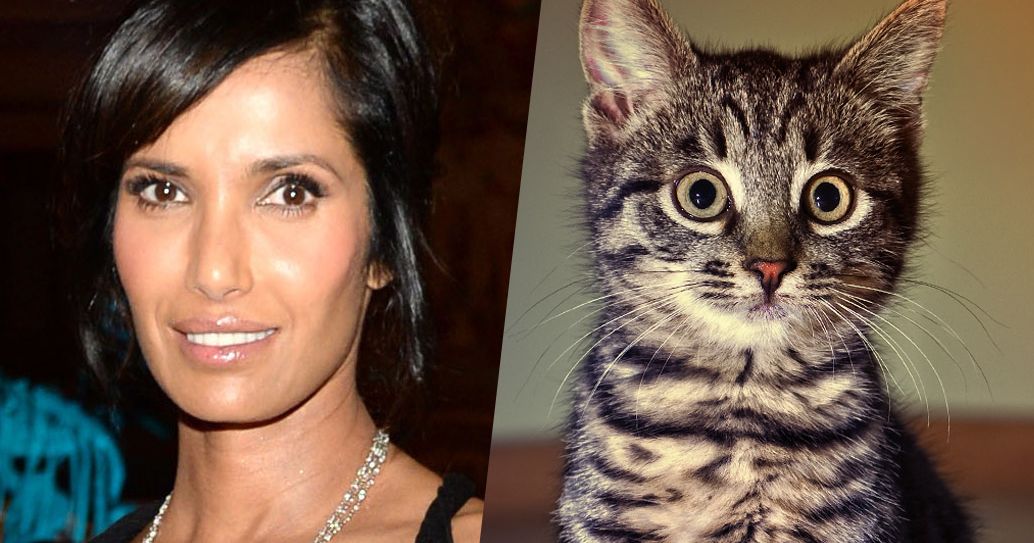 Padma Lakshmi Is Not Feeling Manhattan’s New Cat Café