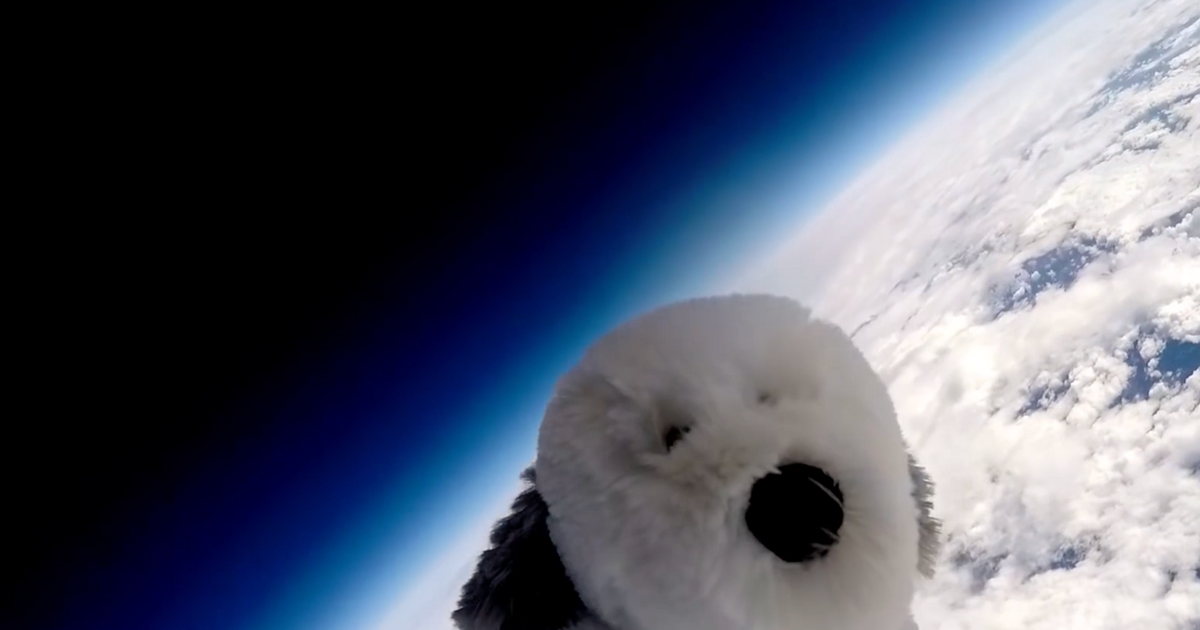 A Group of Kids Successfully Sent This Fluffy Stuffed Animal to the ...