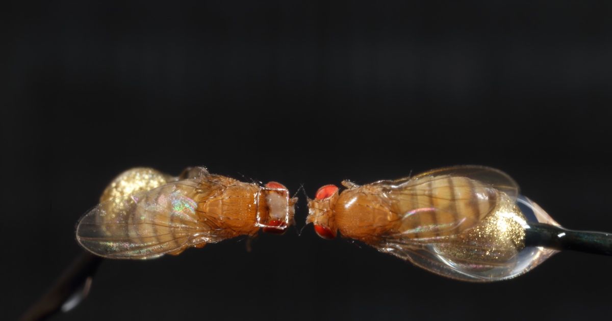 Researchers Created Windows Into Brains of Flies -- Science of Us