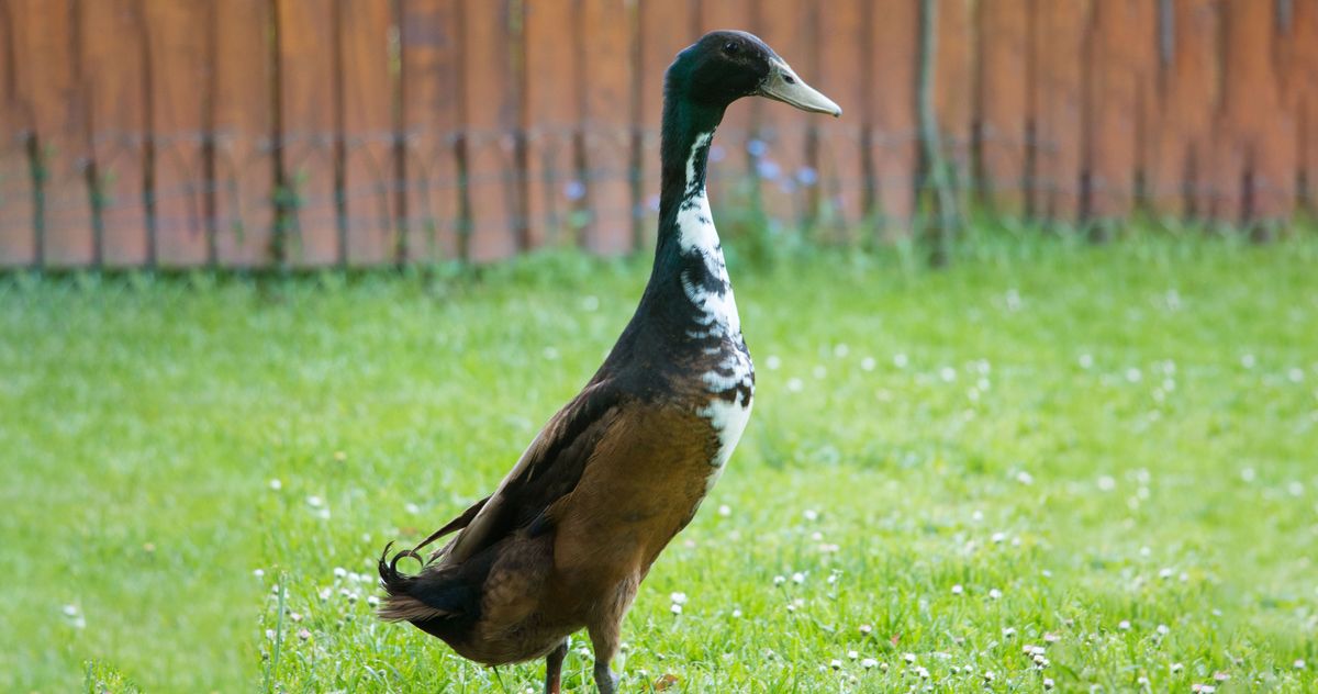 Twitter Loves This Tall Duck Named Long Boi