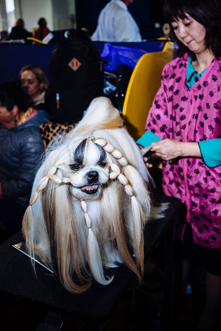 See All of the Primping Pups at the Westminster Dog Show
