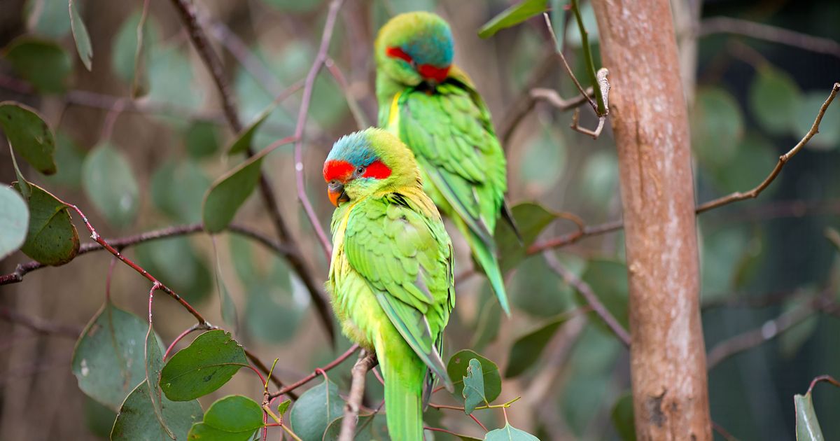 Polyamory Is Killing Off Parrots, Australian Study Claims