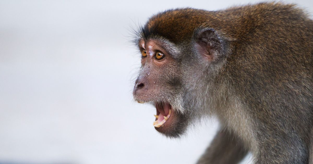 Monkeys’ Mouths Are Built for Speech -- Science of Us
