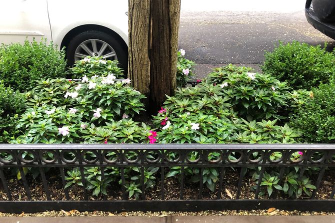 New York City’s Tree Pit Gardens