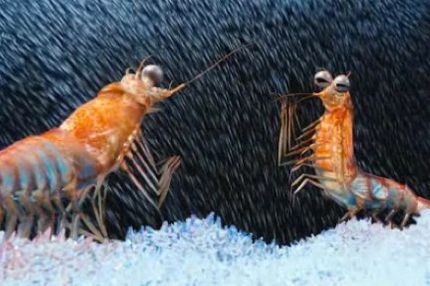 Watch Brad Pitt and Matt Damon Play Krill in the Happy Feet Two Trailer ...