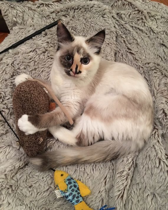 Let Me Tell You About My Pet: Patricia Lockwood on Miette