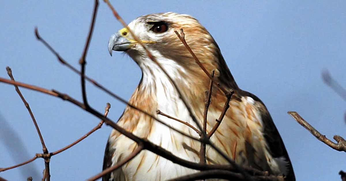 Pale Male, Fifth Avenue’s Beloved Hawk, Has Died