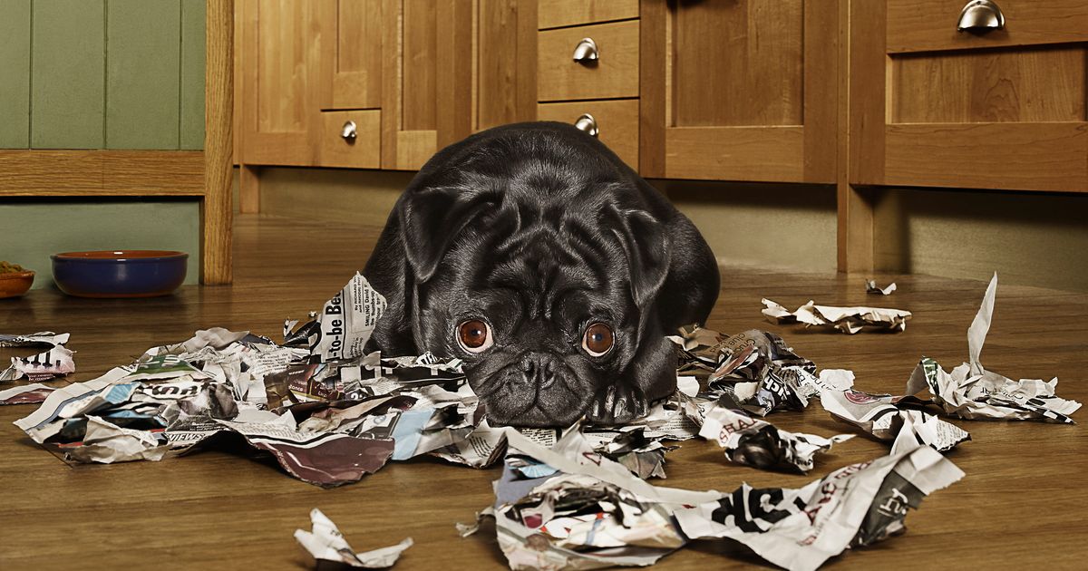 An Evolutionary Explanation for Your Dog’s Guilty Face -- Science of Us