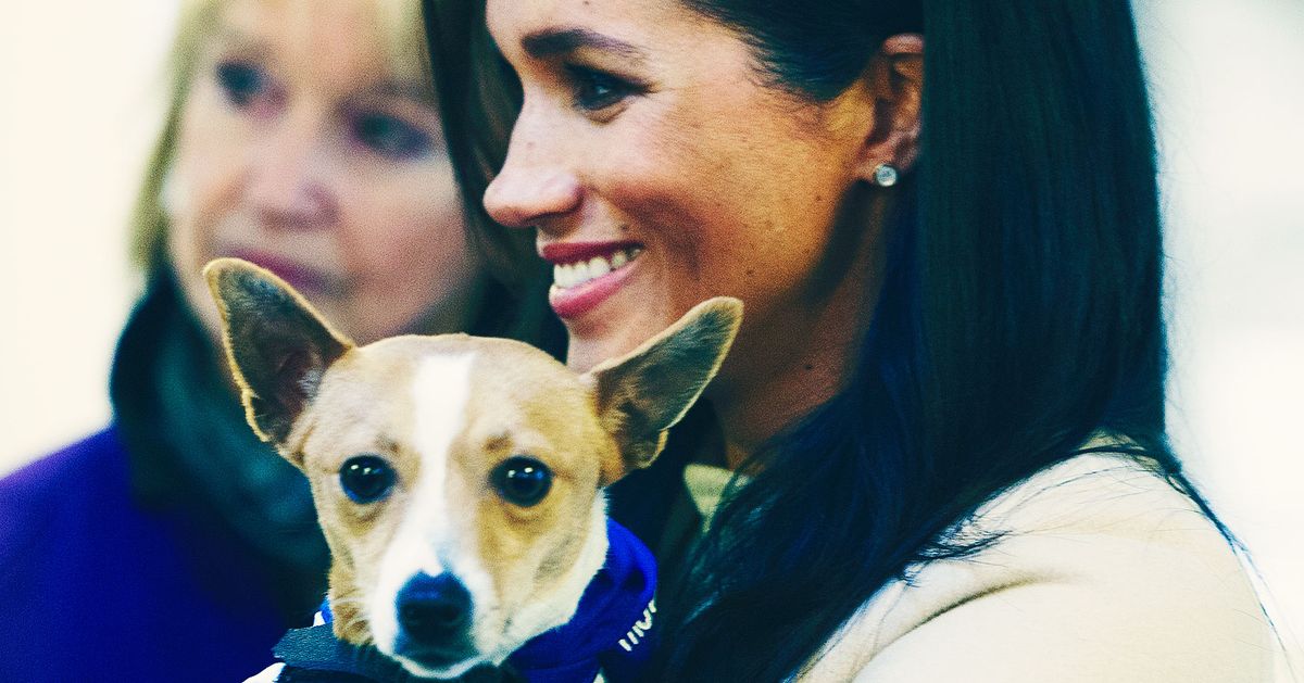 Meghan Markle Pets Dogs at Mayhew Royal Charity Outing