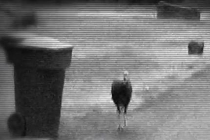 Watch the Terrifying Trailer for Turkey Attack: The Movie - Clickable ...
