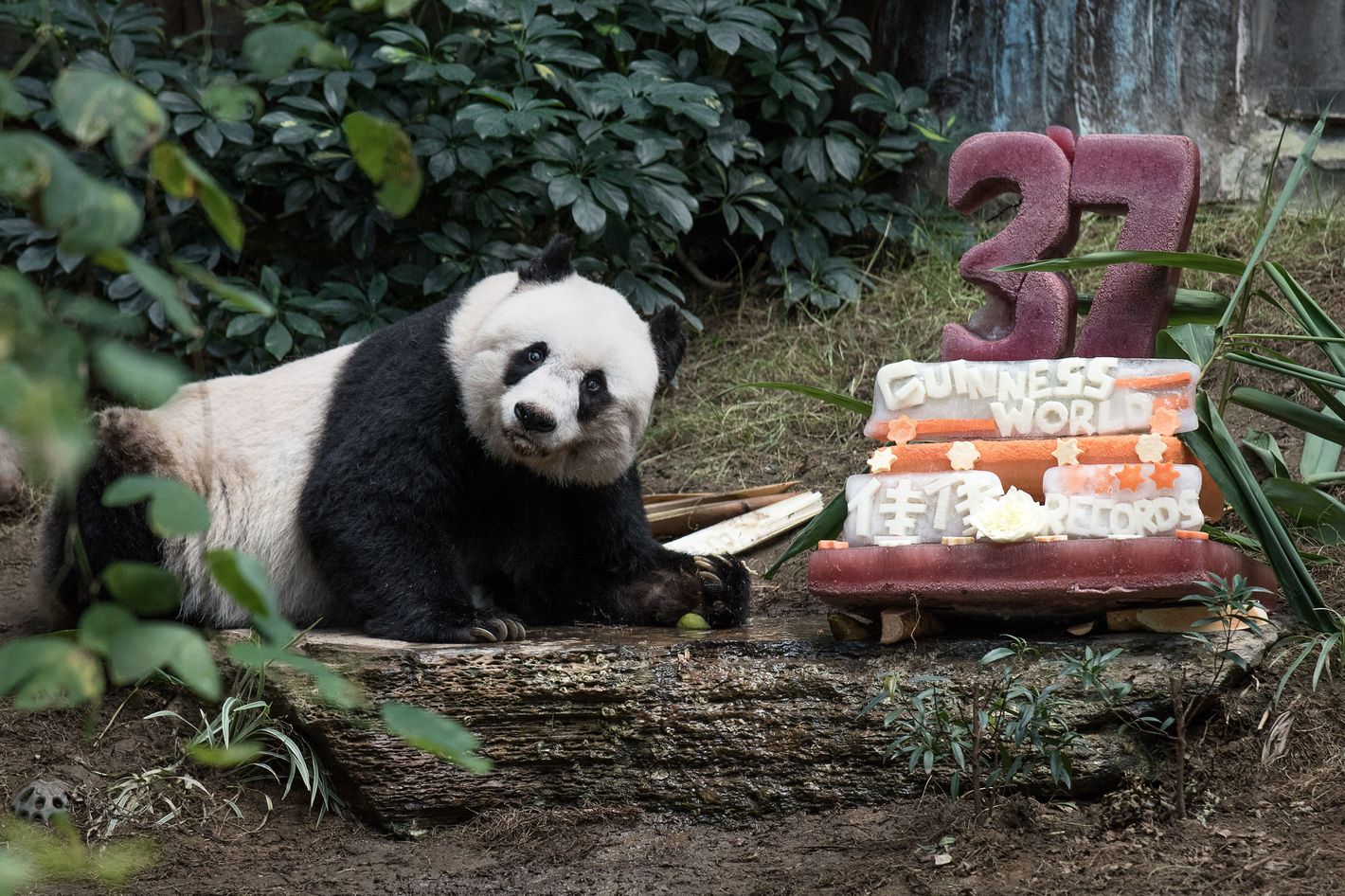 World’s Oldest Panda Celebrates Birthday by ‘Aging Gracefully, Just ...