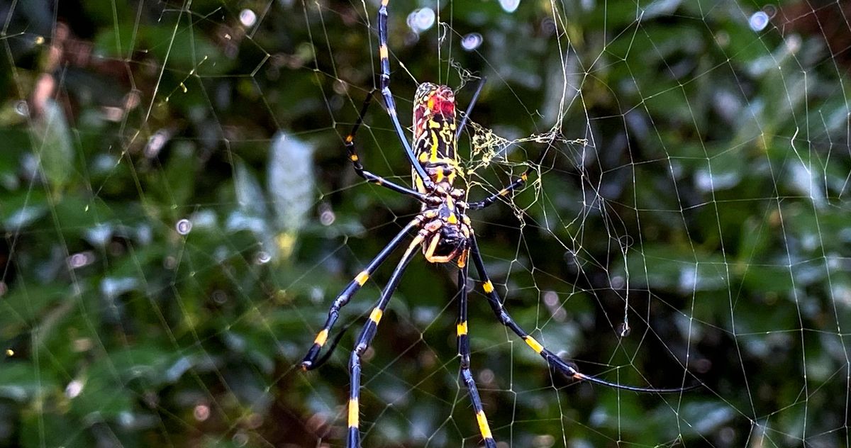 Giant Invasive Joro Spiders About to Invade East Coast?