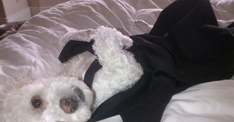 Would You Like to See Victoria Beckham’s Dog Model a Dress?