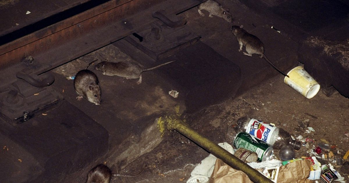 Mayor de Blasio Declares War on Rats